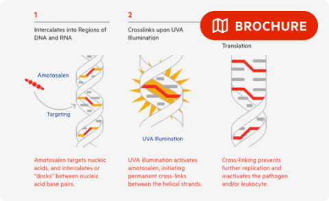 INTERCEPT Platelets Overview - INTERCEPT-USA